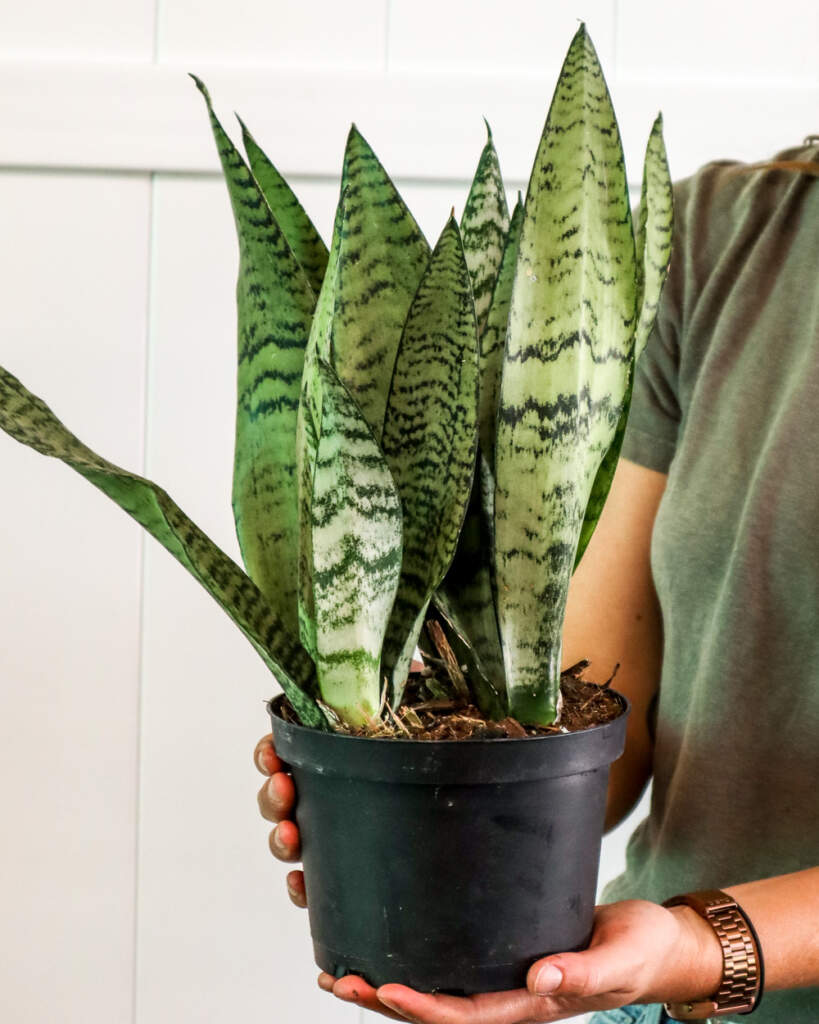 Snake Plant, Sansevieria zeylanica | PlantVine