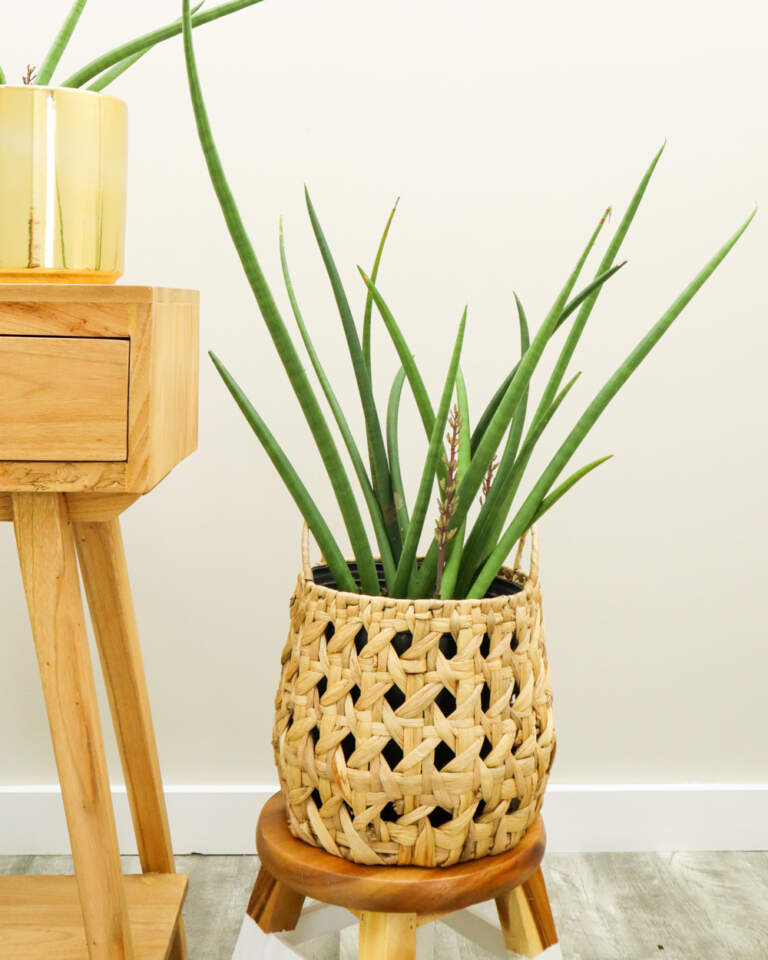 Sansevieria cylindrica | PlantVine