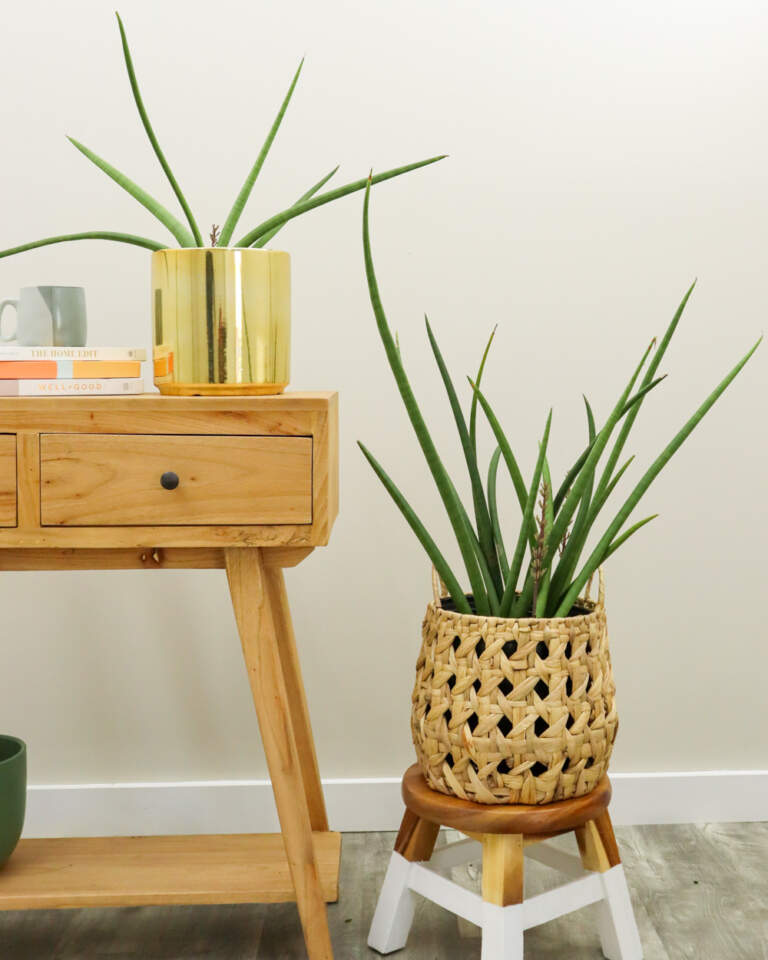 Sansevieria cylindrica | PlantVine