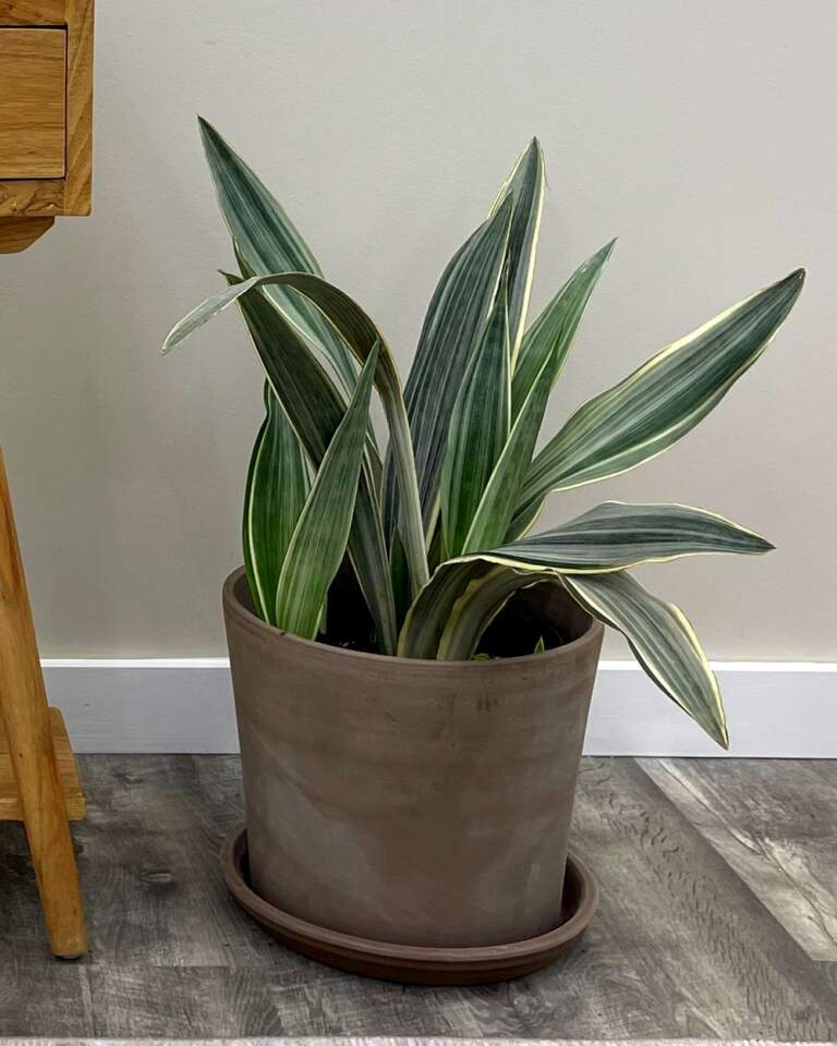 Buy Sansevieria Sayuri, Snake Plant | Free Shipping over $100