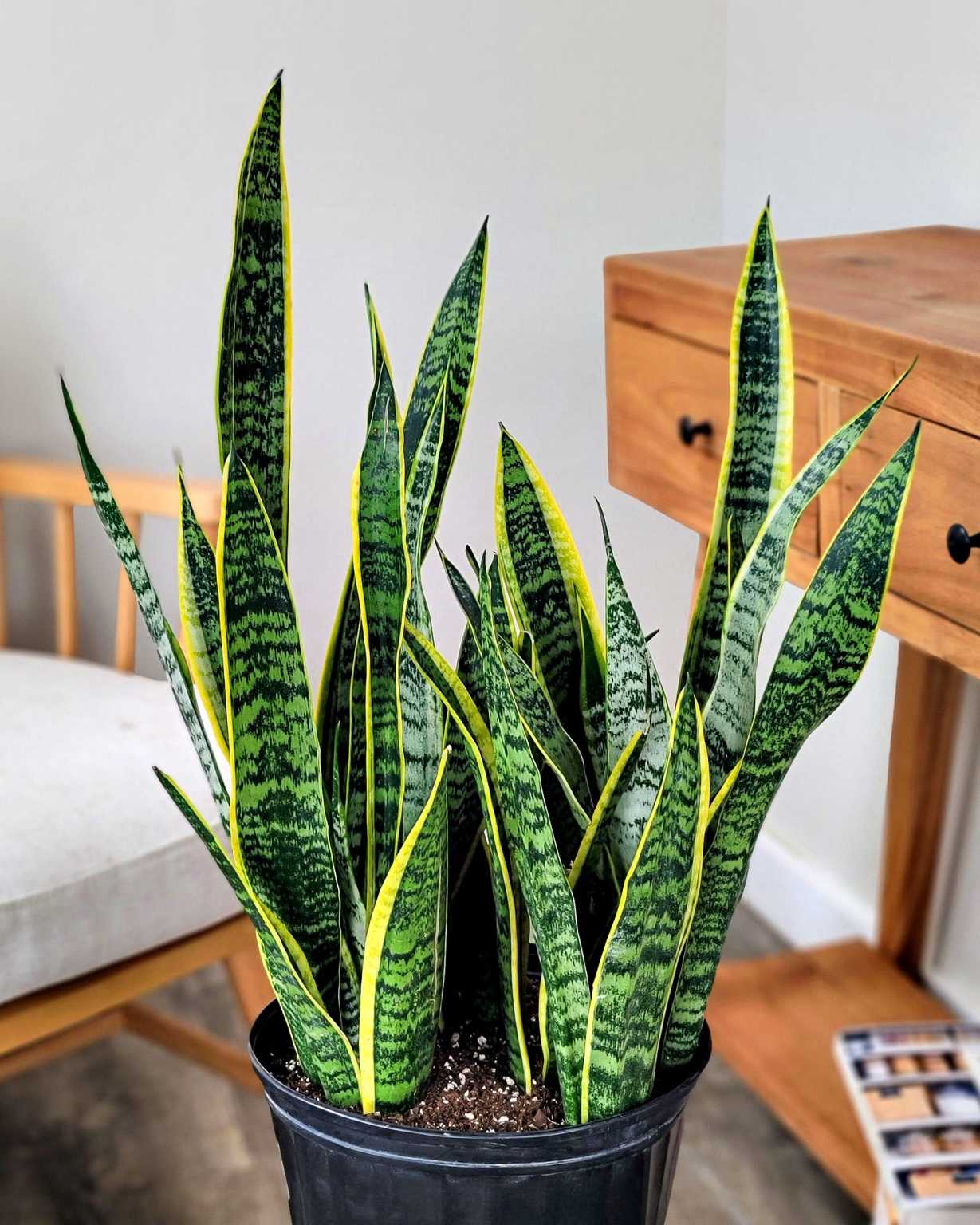 Buy Sansevieria Trifasciata 'Laurentii' | Large Snake Plant