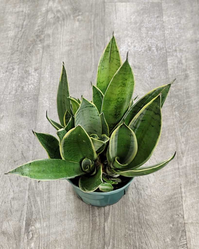 Sansevieria Varieties | PlantVine