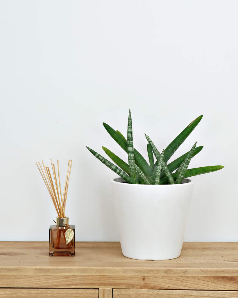 Sansevieria cylindrica ‘Boncel’ | PlantVine