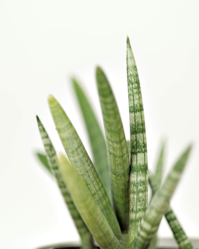 Sansevieria cylindrica ‘Boncel’ | PlantVine