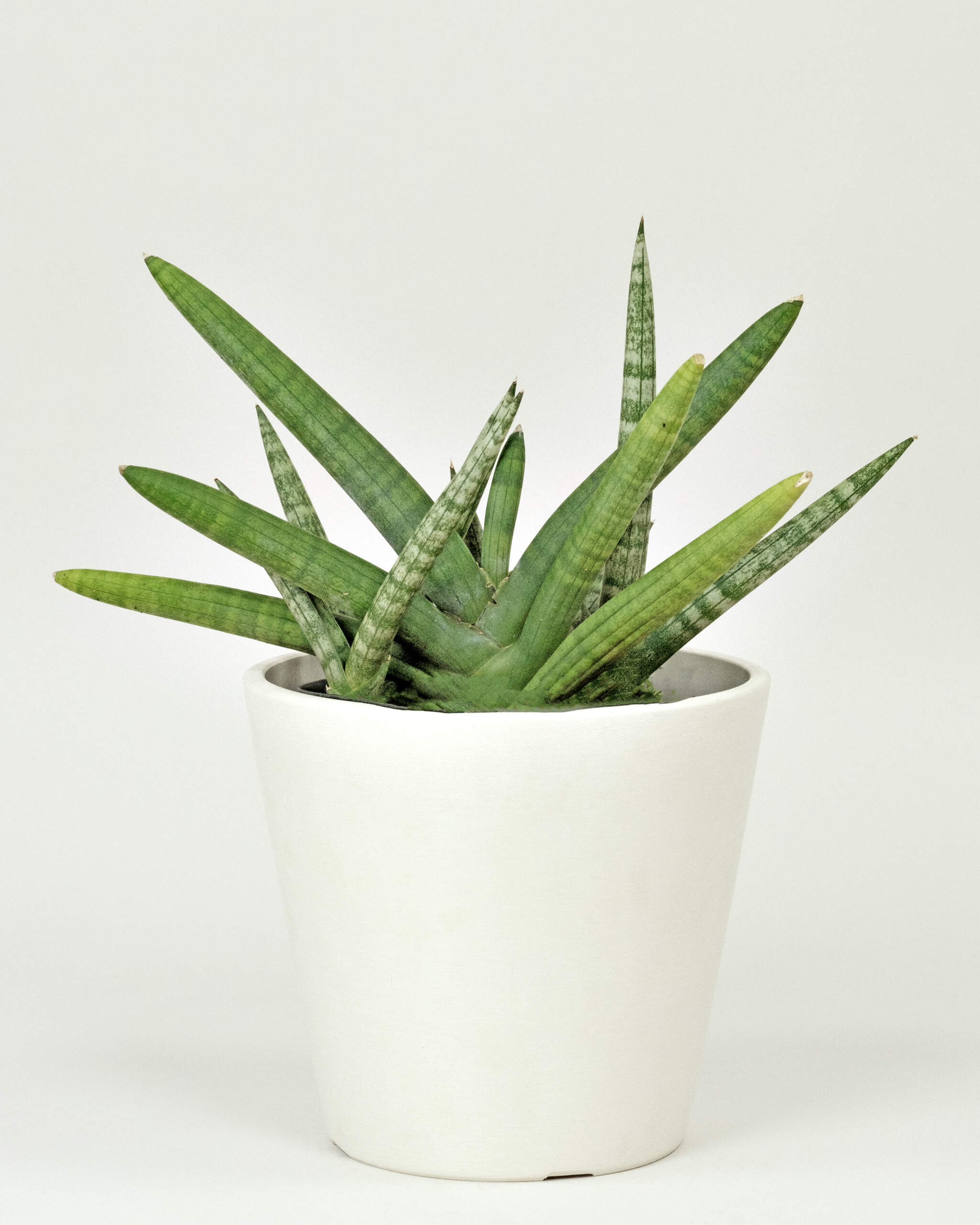 Sansevieria cylindrica ‘Boncel’ | PlantVine