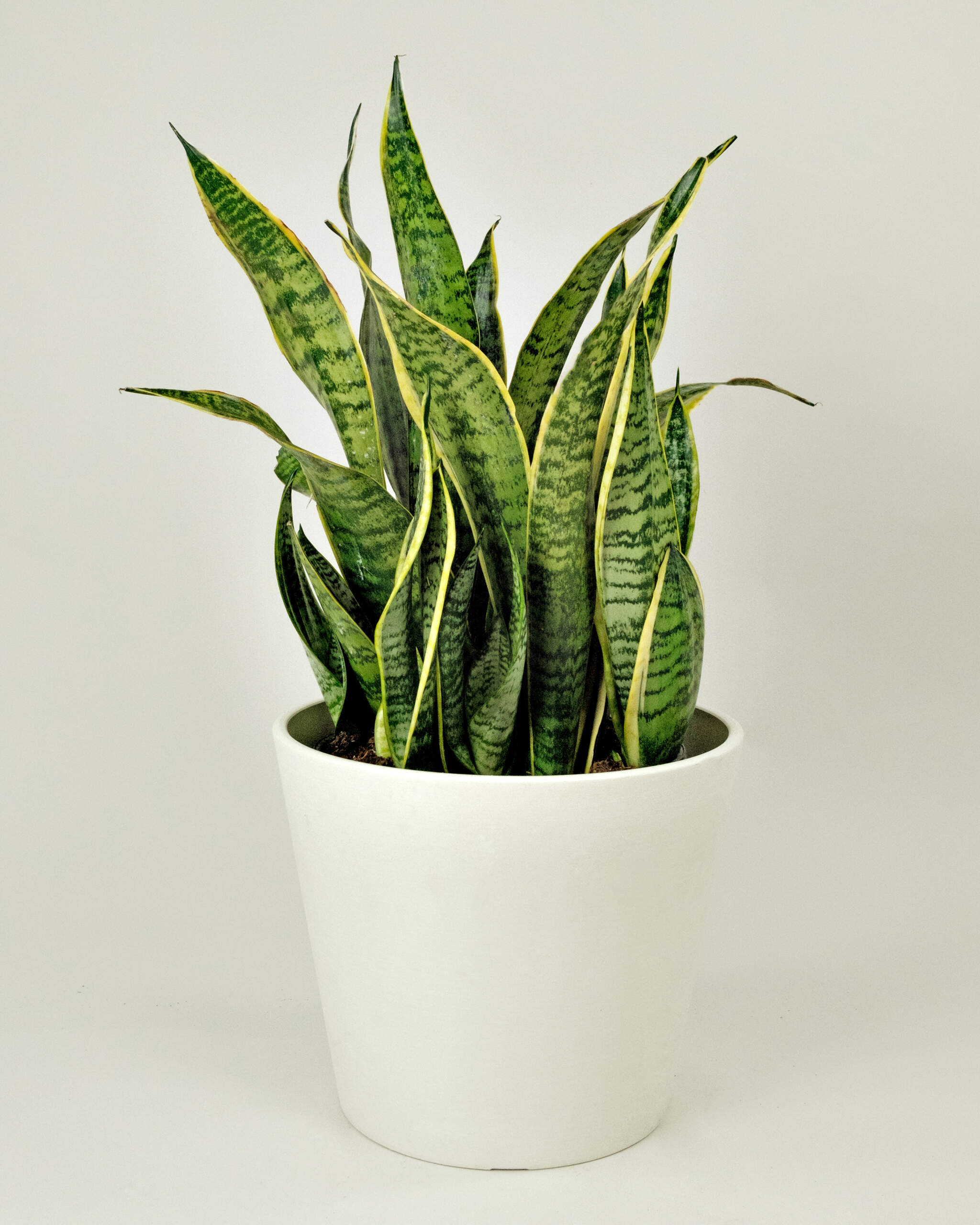 Sansevieria trifasciata ‘Futura Superba’ | PlantVine