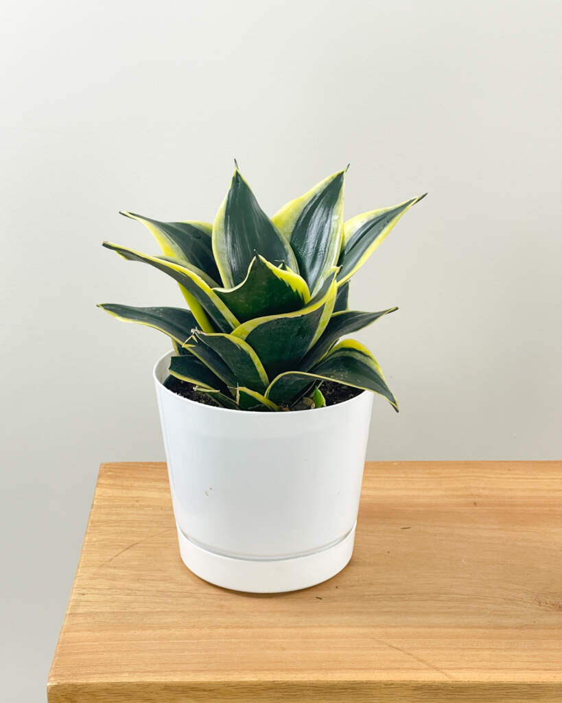 Sansevieria trifasciata ‘Hahnii Black Gold’, Snake Plant | PlantVine Sansevieria trifasciata ‘Hahnii Black Gold’, Snake Plant | PlantVine