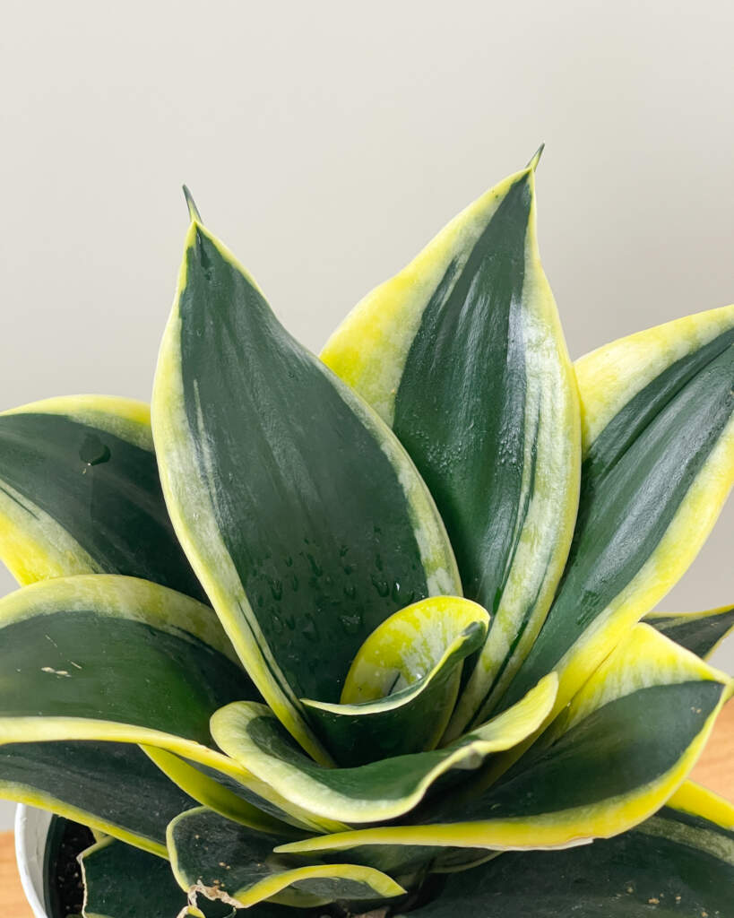 Sansevieria trifasciata ‘Hahnii Black Gold’ | PlantVine Sansevieria trifasciata ‘Hahnii Black Gold’ | PlantVine