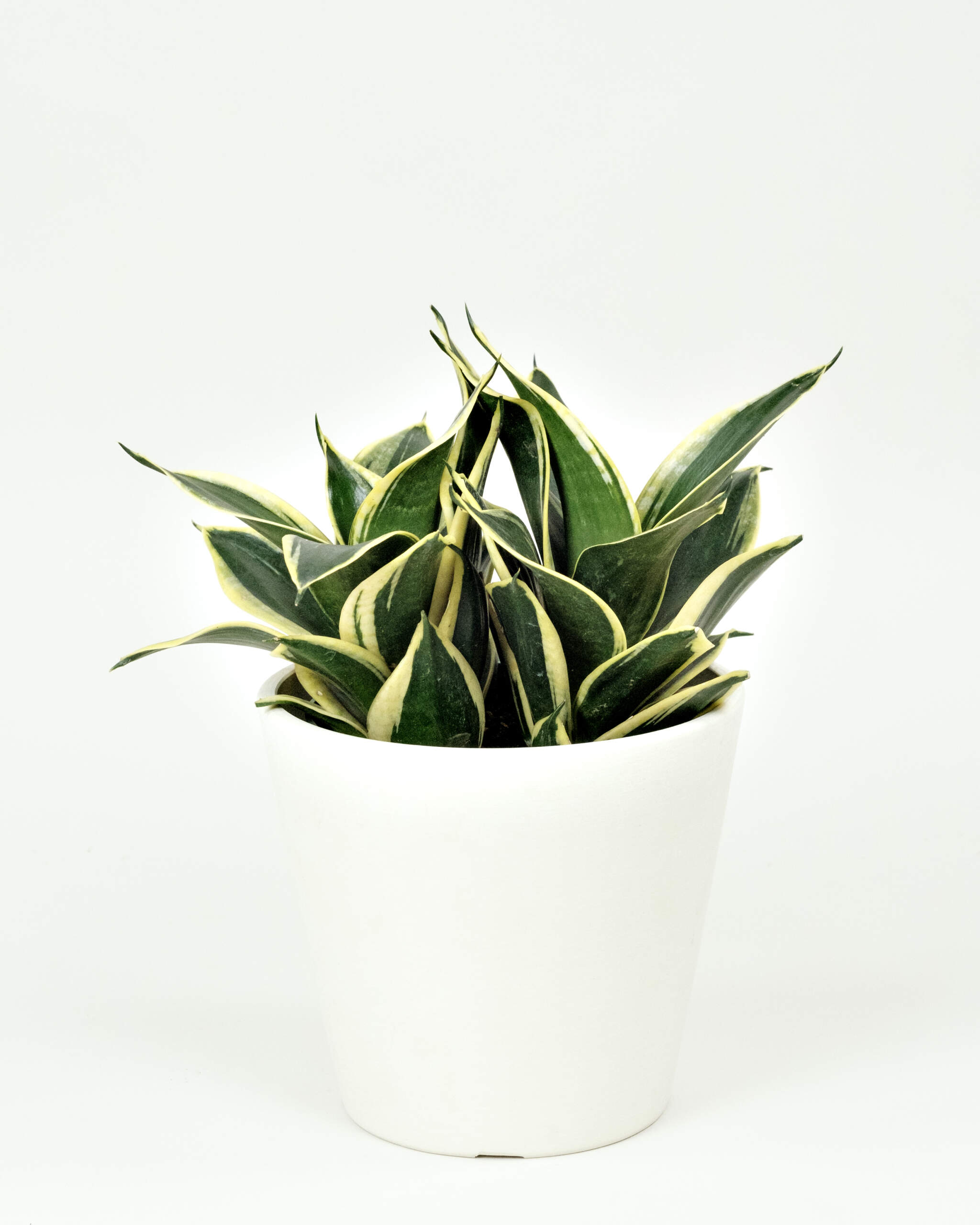 Sansevieria trifasciata ‘Hahnii Black Gold’ | PlantVine Sansevieria trifasciata ‘Hahnii Black Gold’ | PlantVine