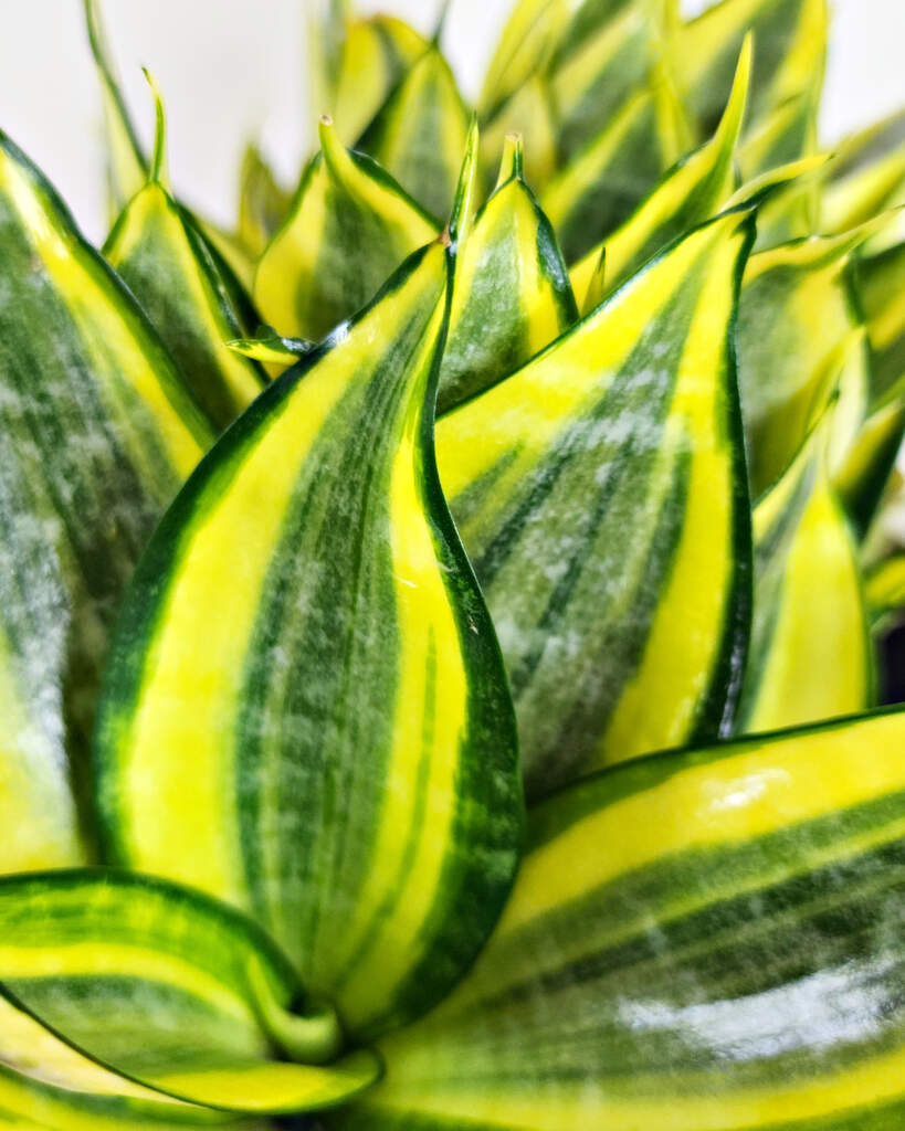 Sansevieria trifasciata ‘Hahnii Golden’ | PlantVine
