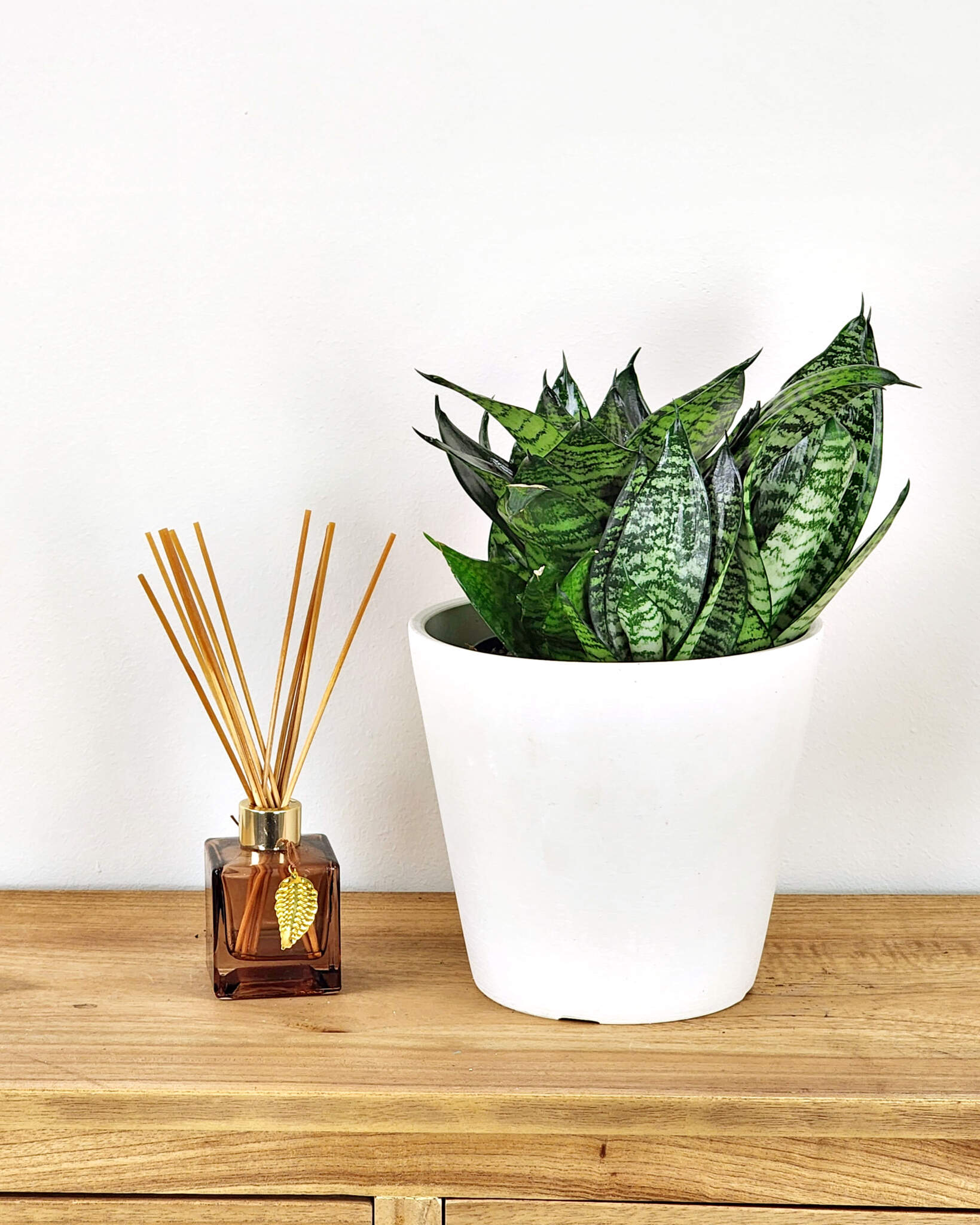 Sansevieria trifasciata ‘Hahnii Green’ | PlantVine