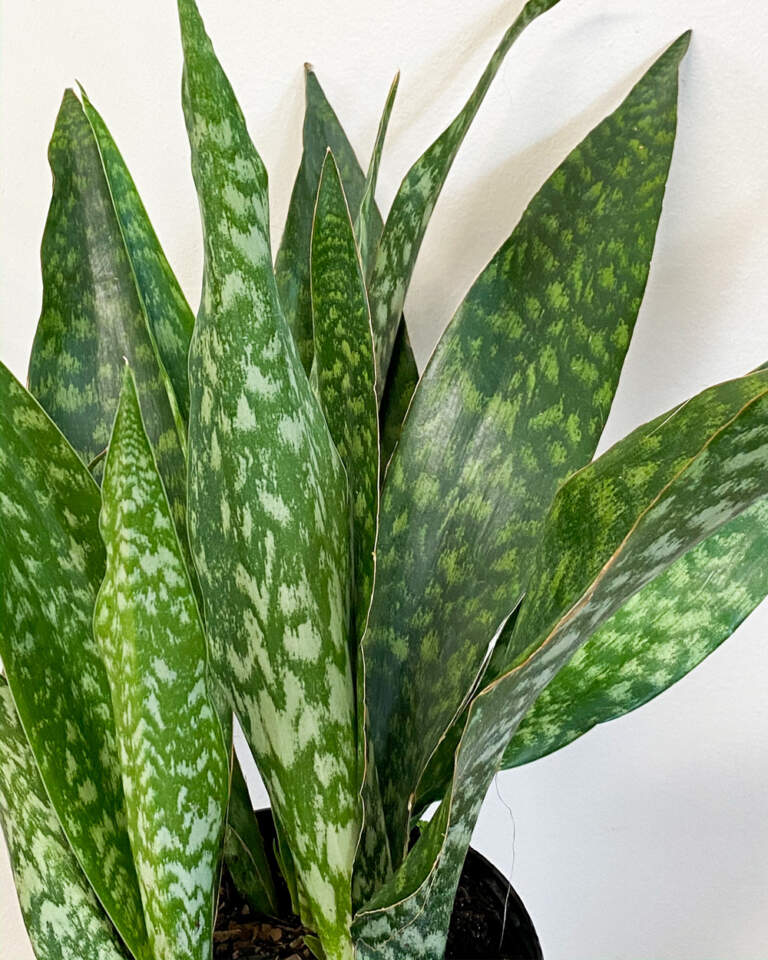 Sansevieria trifasciata ‘Jaboa’ | PlantVine