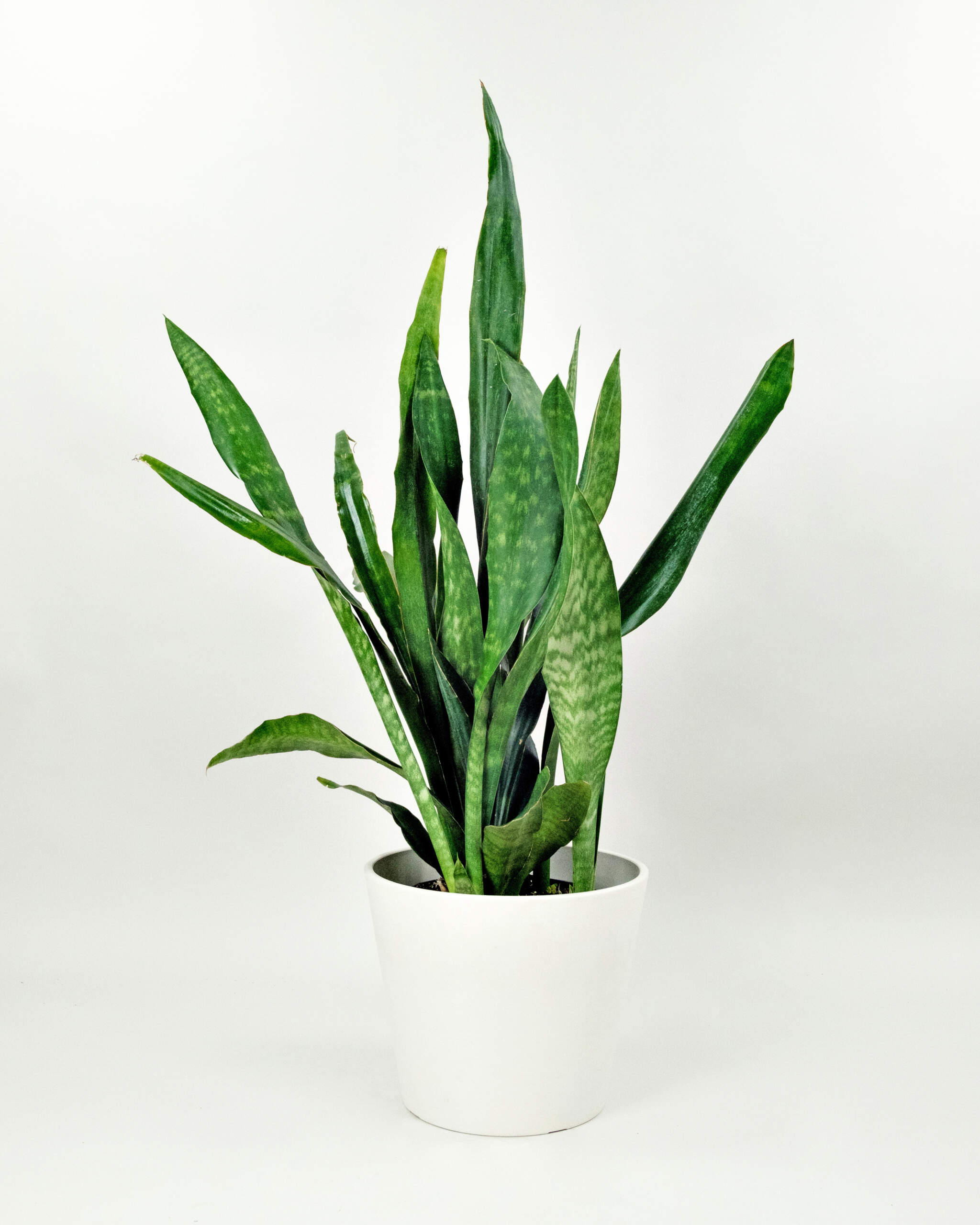 Sansevieria trifasciata ‘Jaboa’ | PlantVine