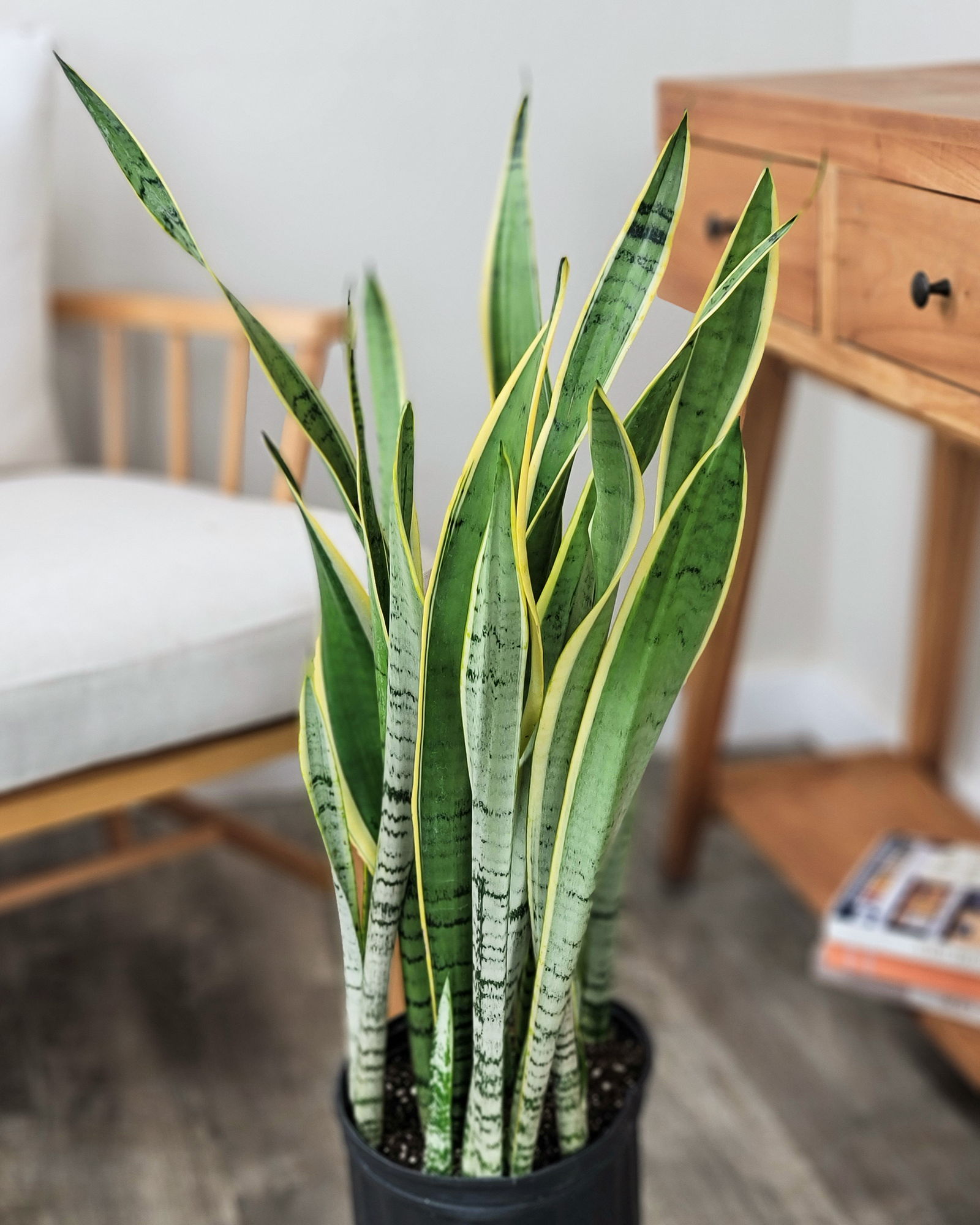 Sansevieria (or Snake Plants) Care Guide | PlantVine