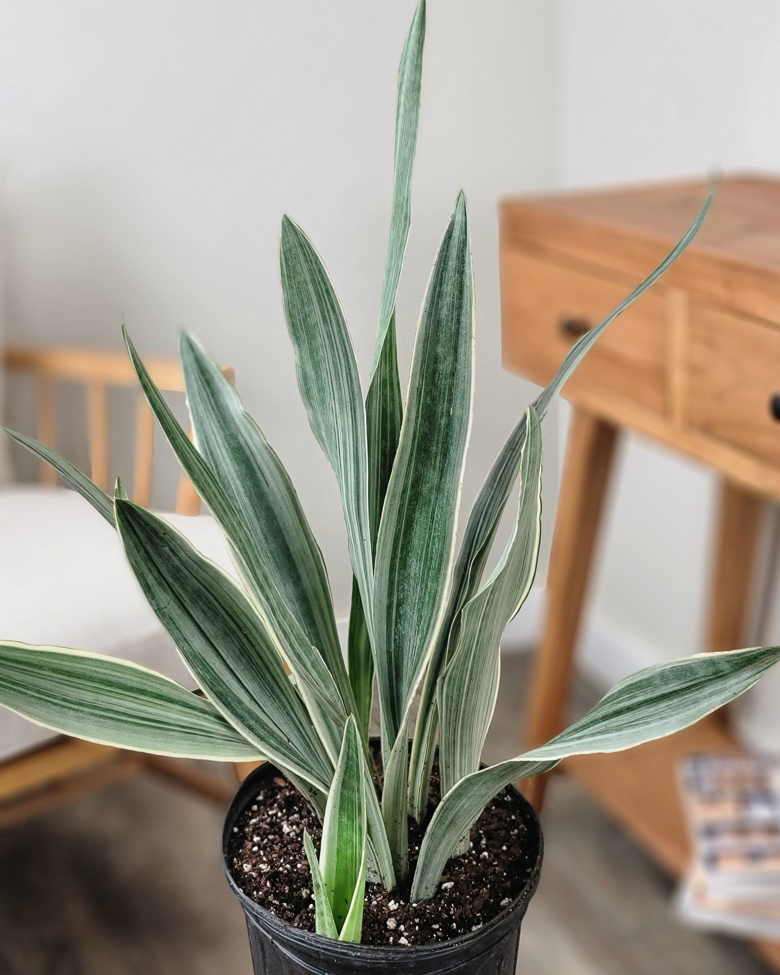 Sansevieria (or Snake Plants) Care Guide | PlantVine