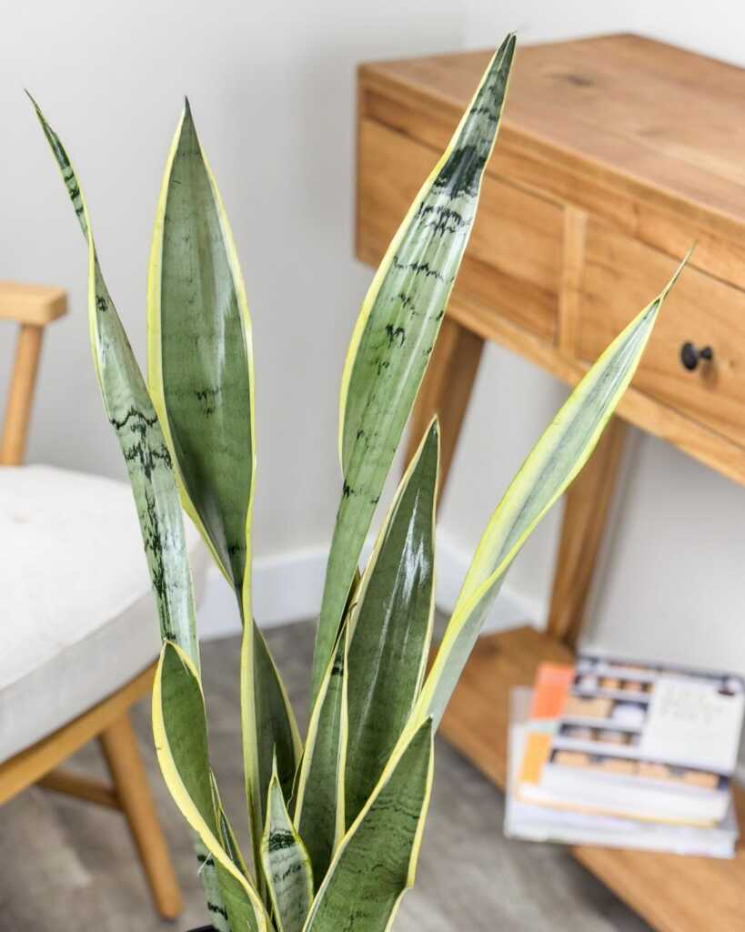 Sansevieria trifasciata ‘Silver Laurentii’ | PlantVine