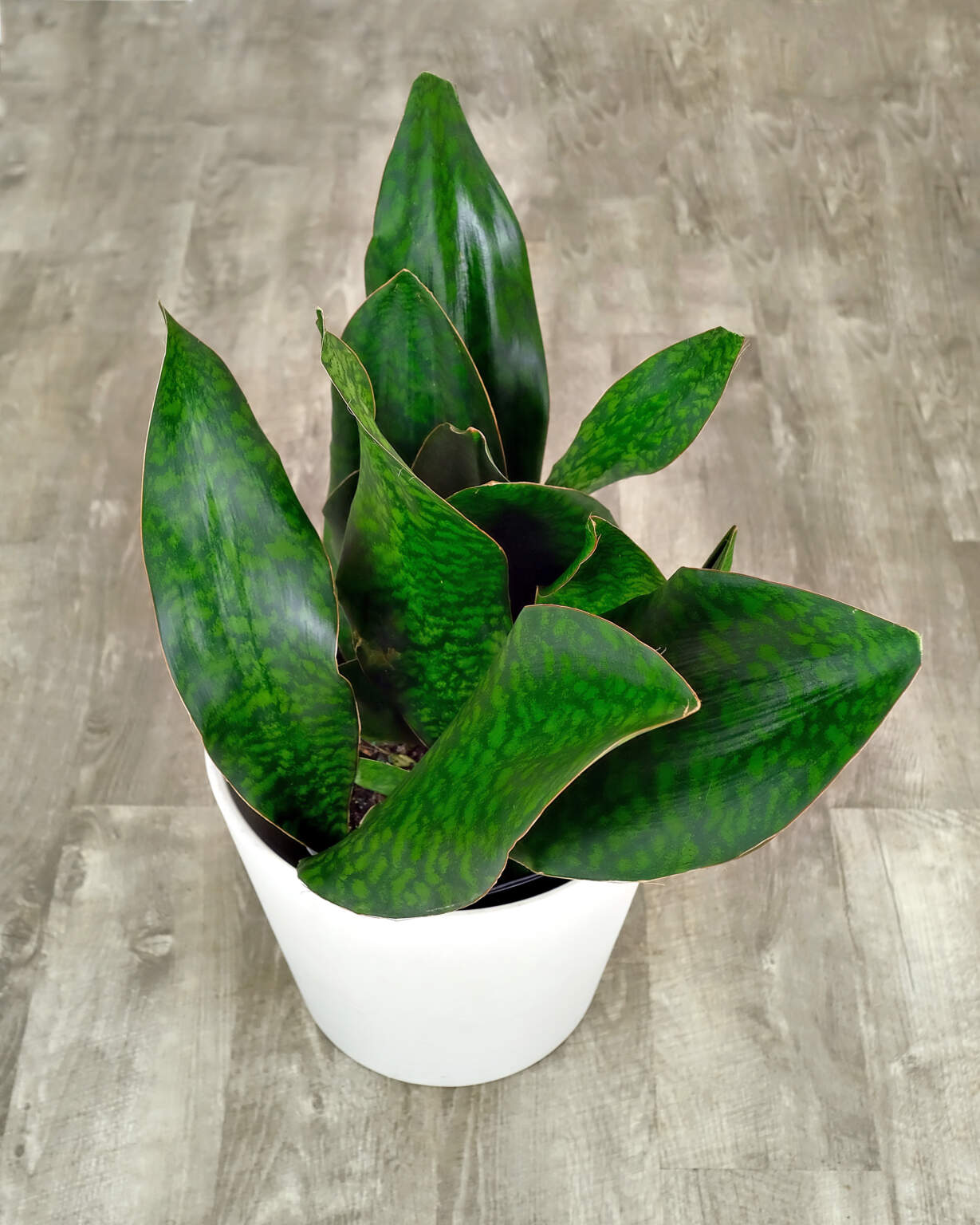 Sansevieria Varieties | PlantVine