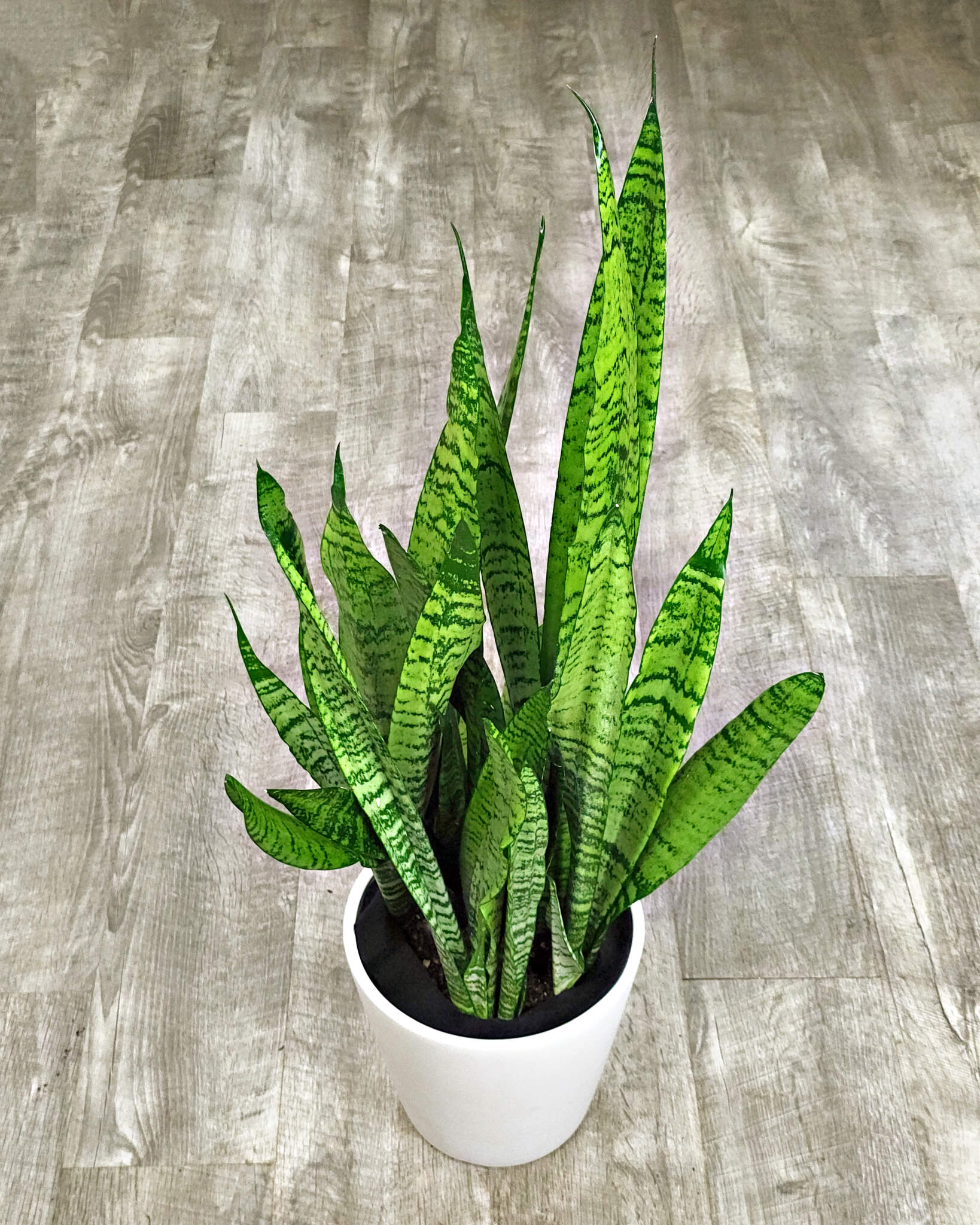 Sansevieria Varieties | PlantVine