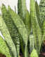 Sansevieria zeylanica | PlantVine