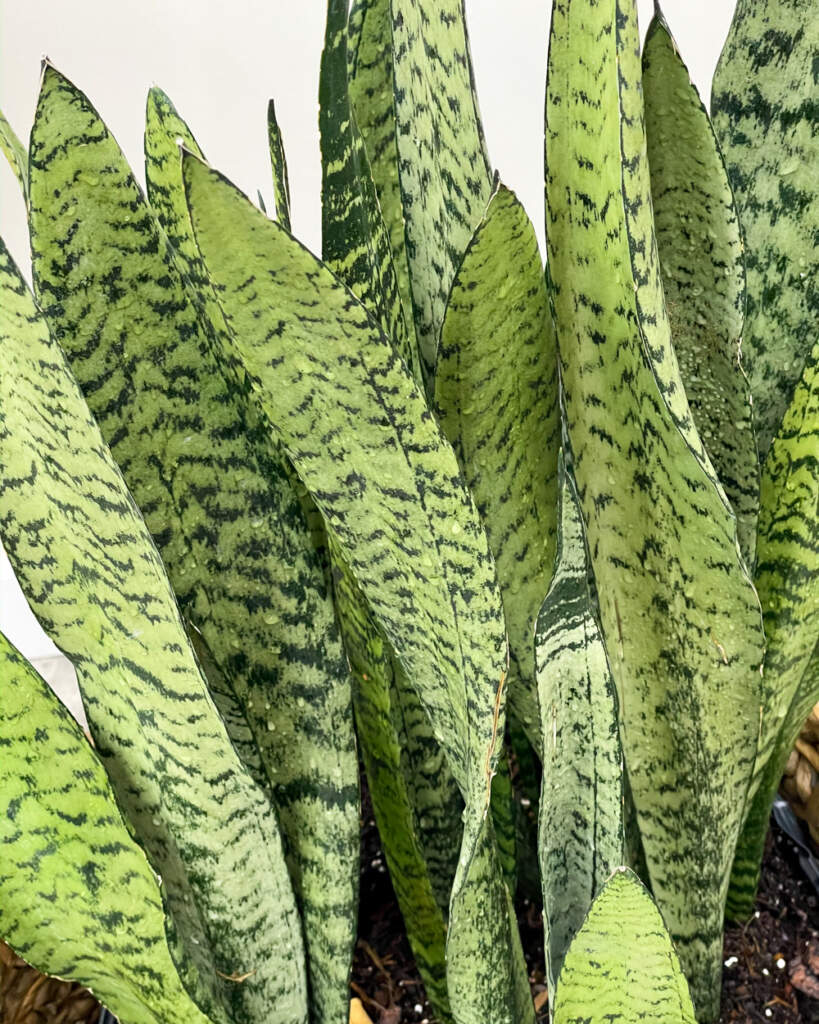 Sansevieria zeylanica | PlantVine