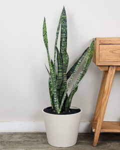 Sansevieria zeylanica | PlantVine