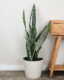 Sansevieria zeylanica | PlantVine