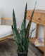 Sansevieria zeylanica | PlantVine