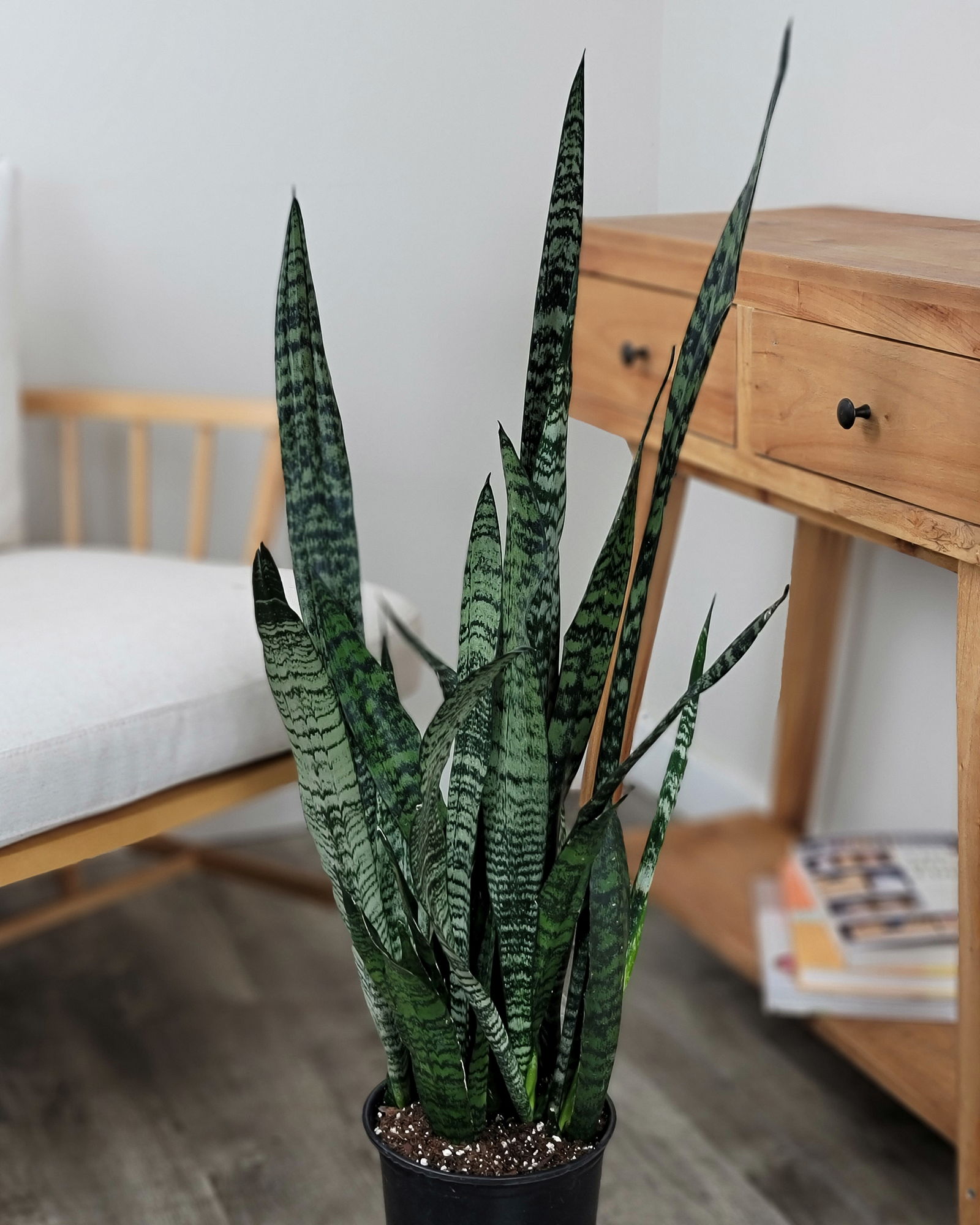 Sansevieria (or Snake Plants) Care Guide | PlantVine