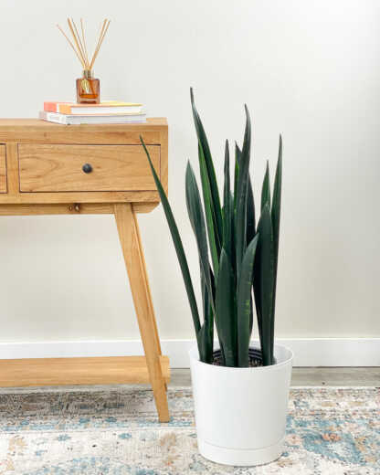 Sansevieria ‘Zulu’, Snake Plant, Mother in law’s tongue, Bowstring hemp ...