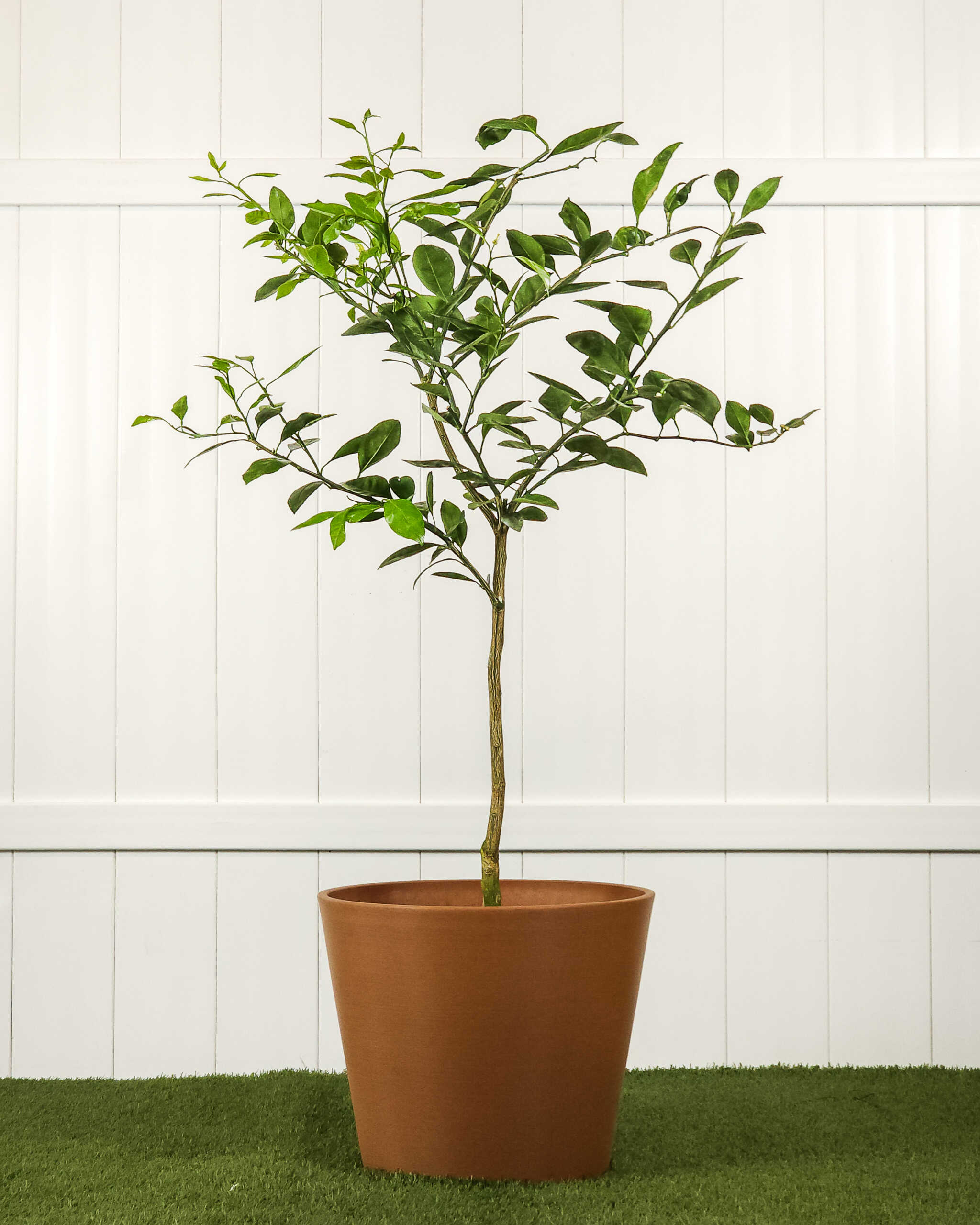 Satsuma Mandarin Citrus Tree | PlantVine