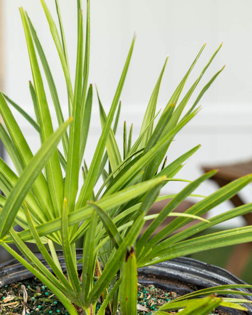 Saw Palmetto | PlantVine