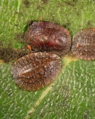 Scale: Treatment + Prevention Plan | PlantVine