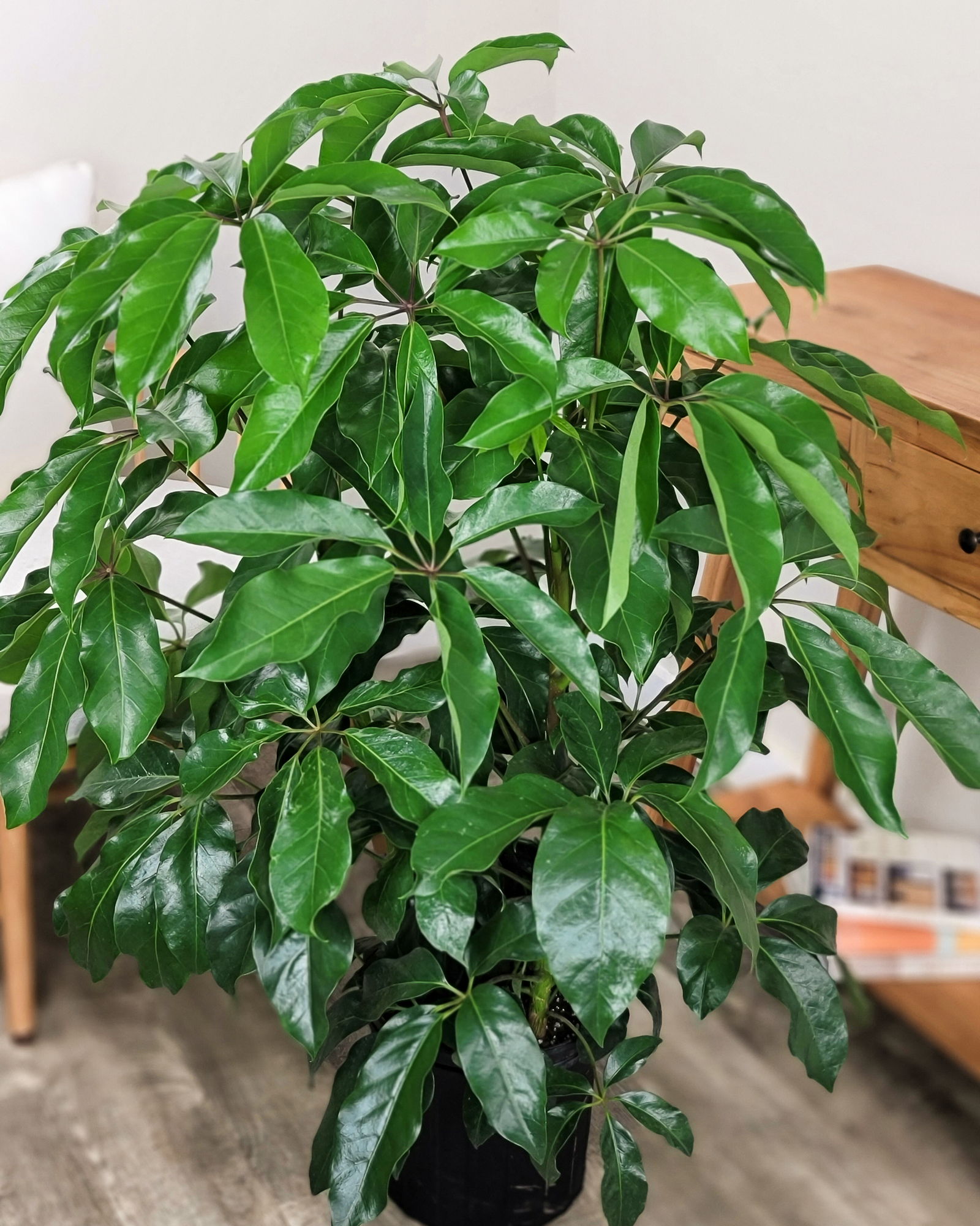 Buy Schefflera Actinophylla 'Amate', Umbrella Tree | PlantVine