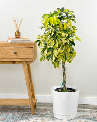 Homepage | PlantVine