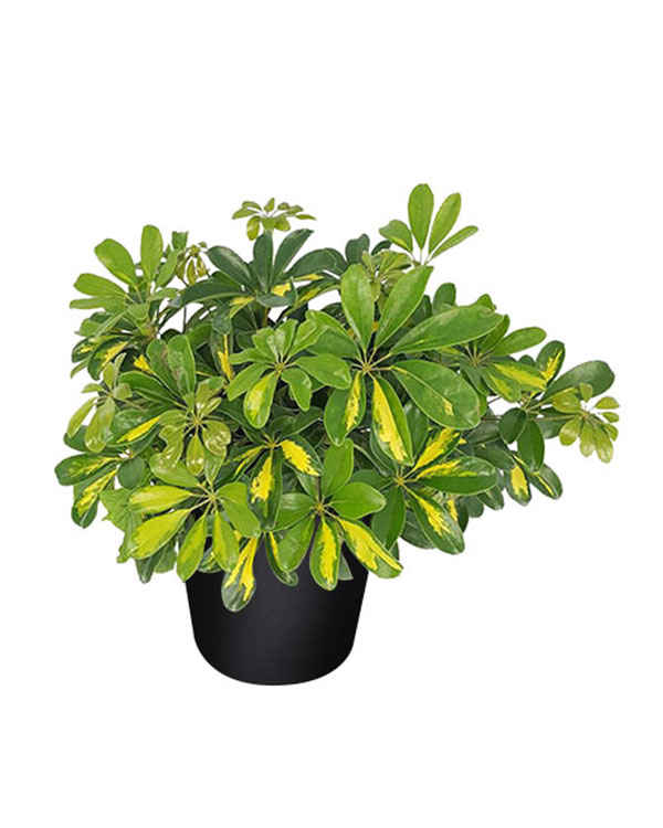 Schefflera arboricola ‘Gold Capella’, Umbrella Tree | PlantVine