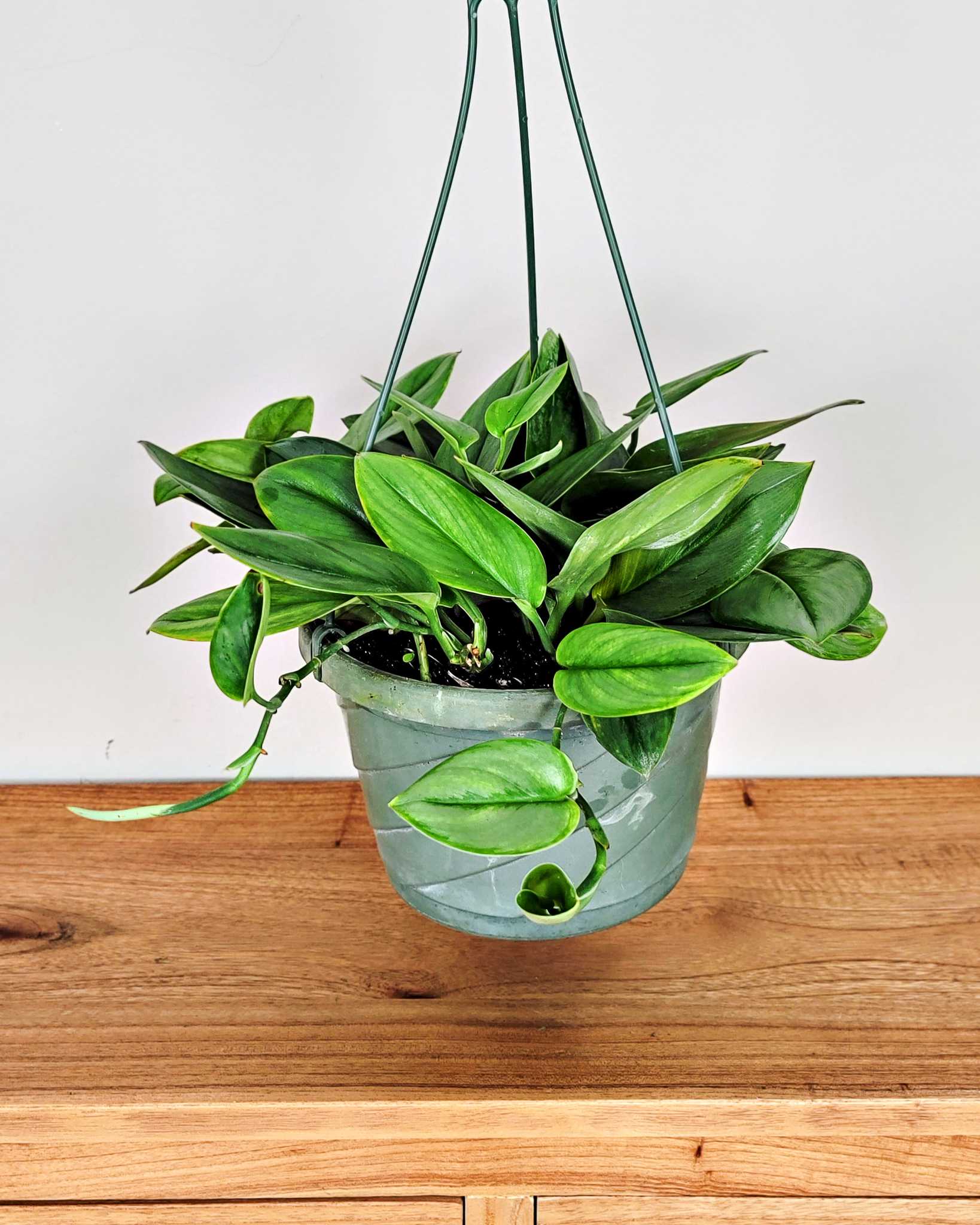 Sterling Silver Scindapsus Pictus | PlantVine