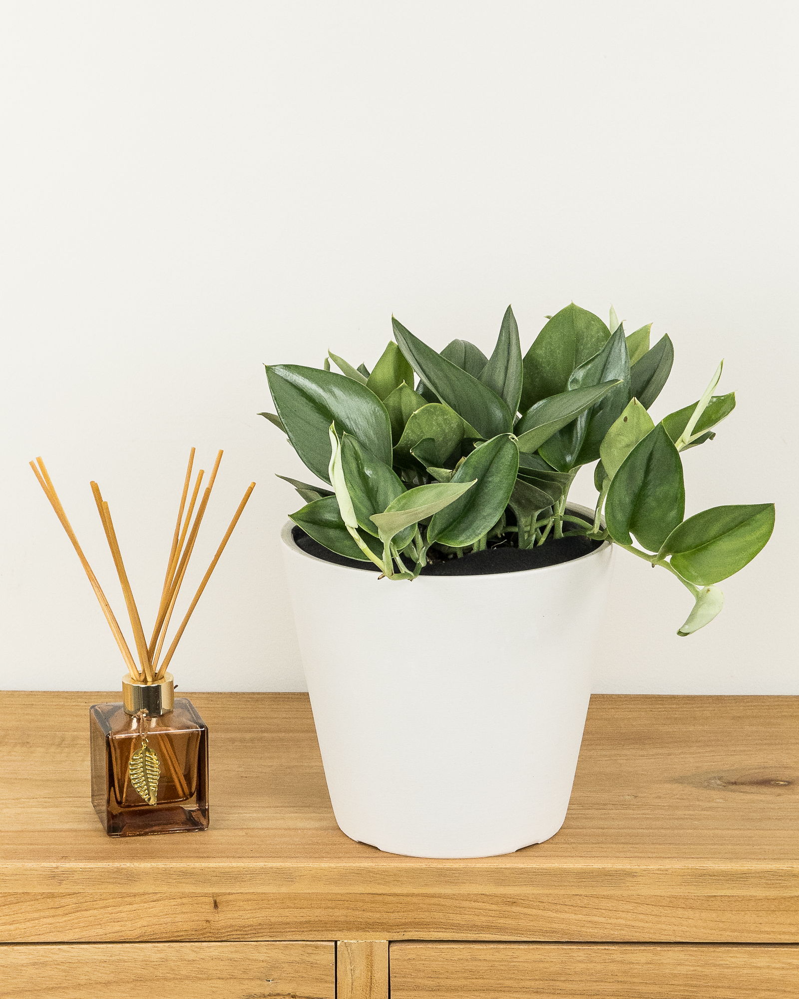 Sterling Silver Scindapsus Pictus | PlantVine