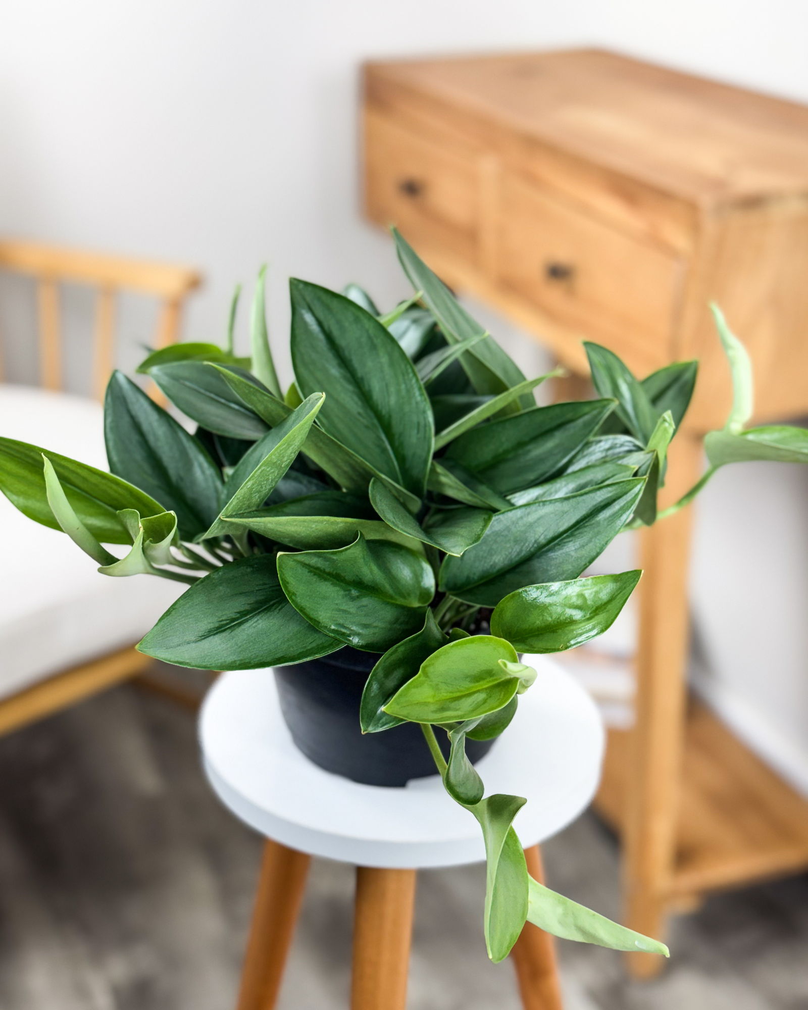 Sterling Silver Scindapsus Pictus | PlantVine