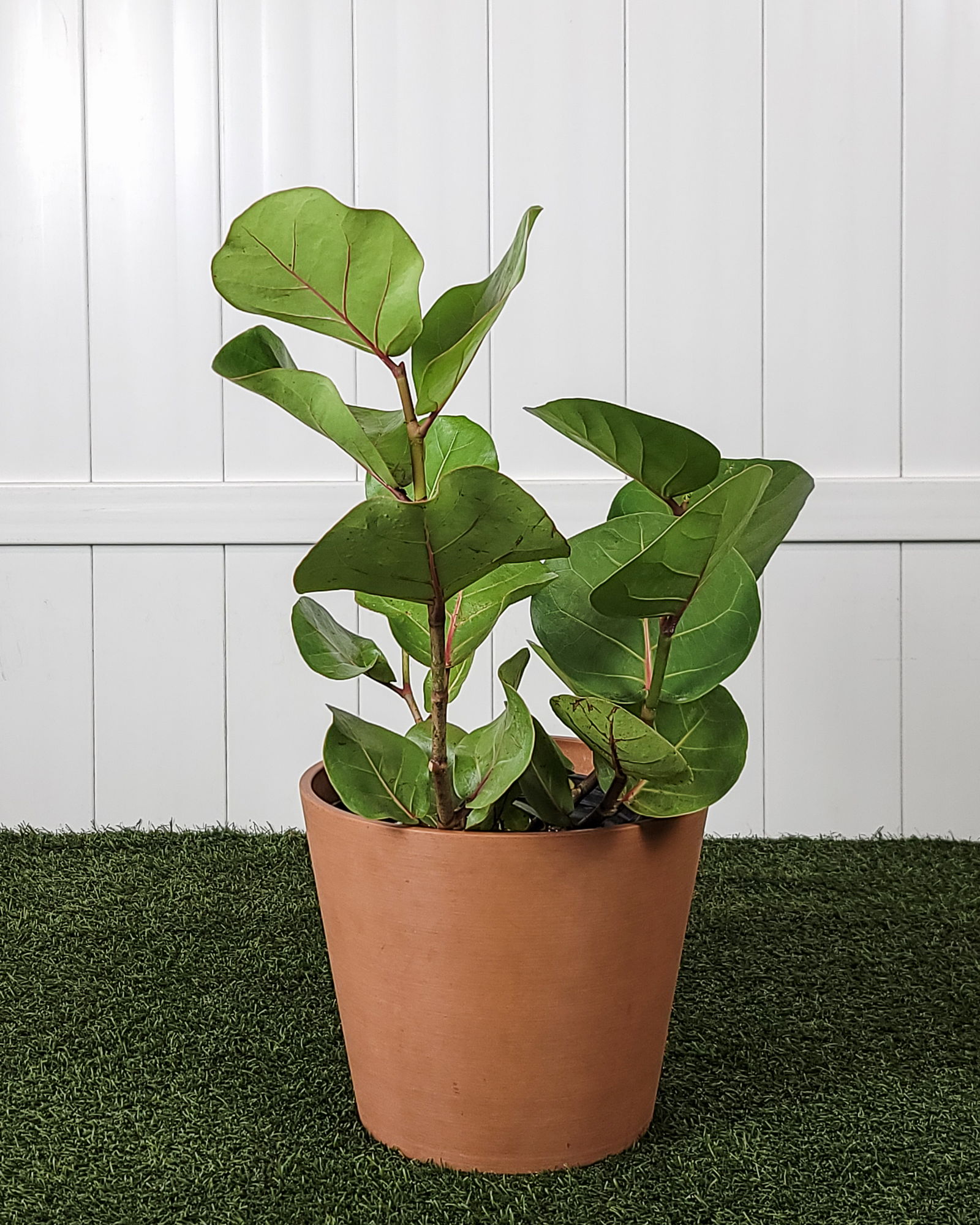 Sea Grape | PlantVine