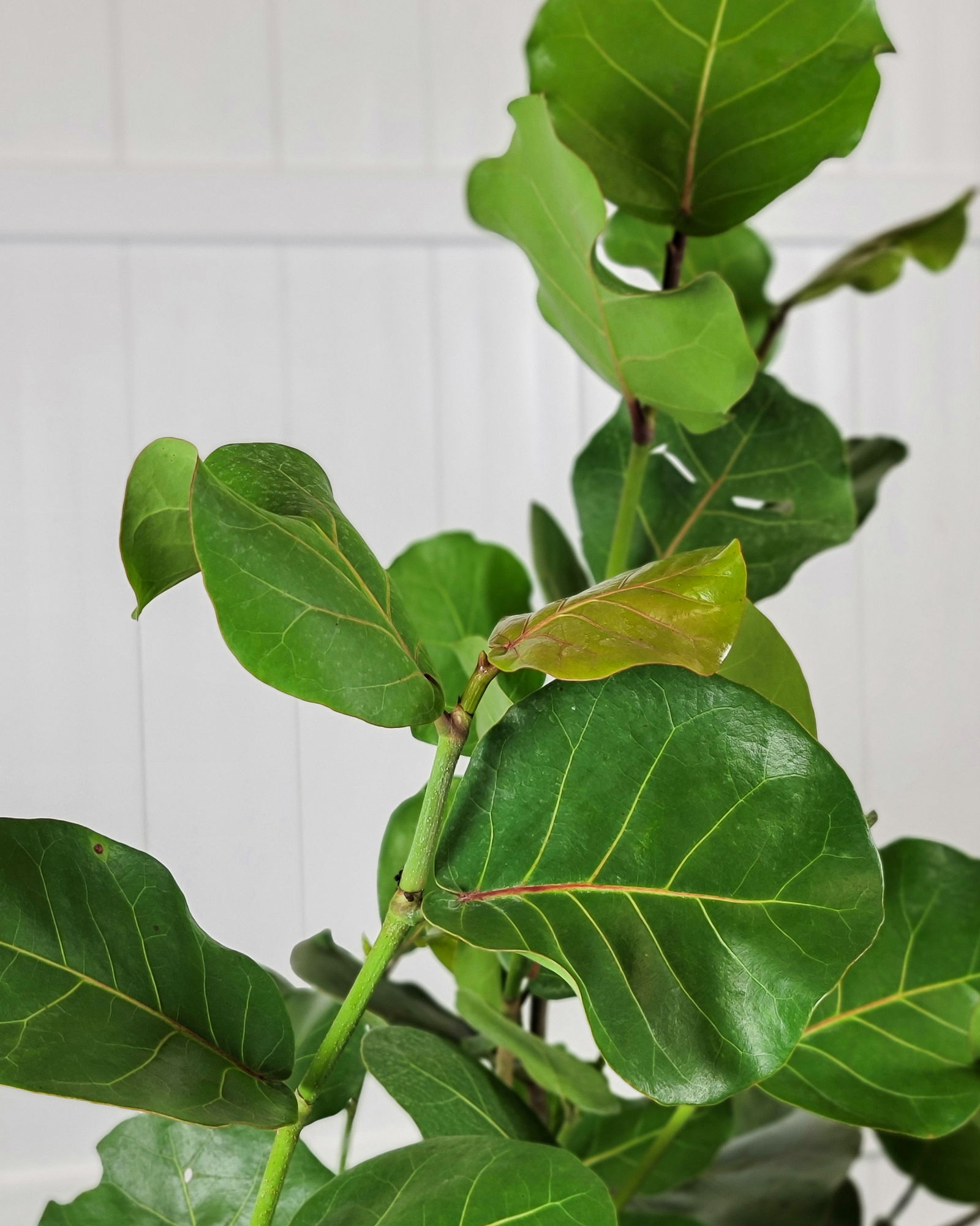 Sea Grape | PlantVine