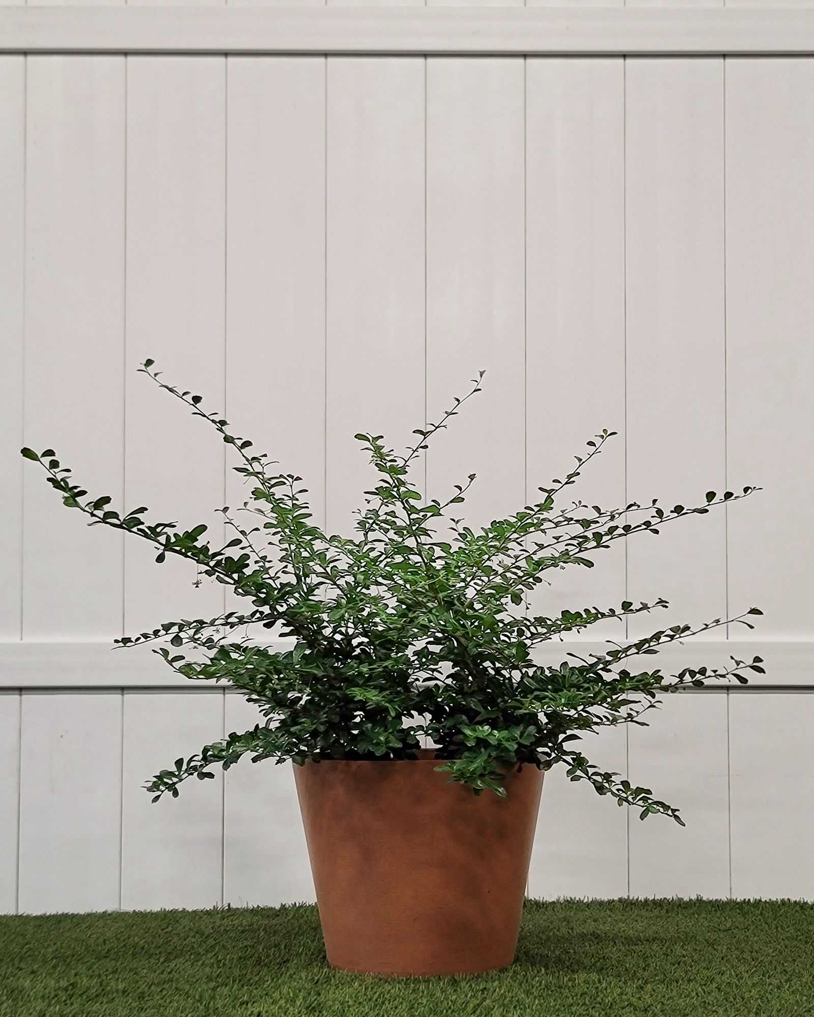 Serissa japonica | PlantVine