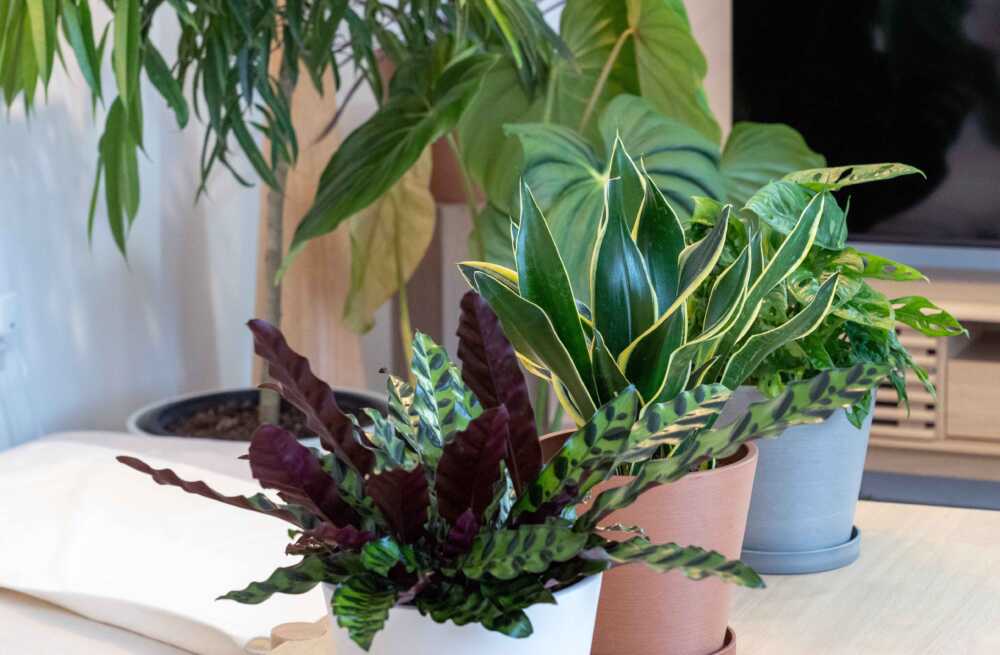 The Secret to Shiny, Clean, and Healthy Indoor Houseplant Leaves ...