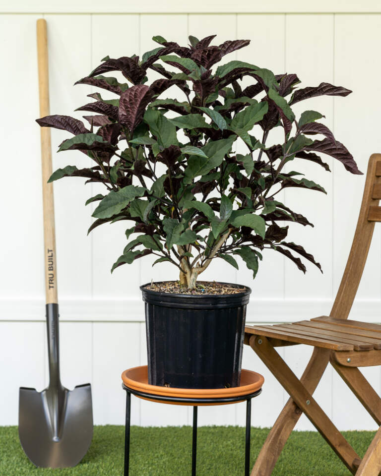 Starburst Clerodendrum | PlantVine