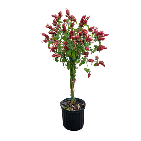 Buy Justicia brandegeana, Shrimp Plant – Red, Beloperone guttata | Free ...