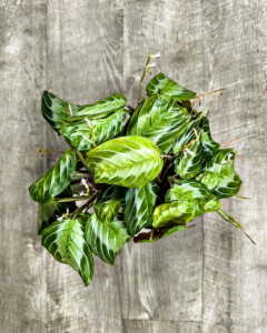 Maranta Varieties | PlantVine