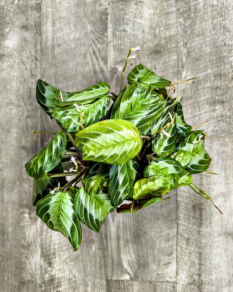 Maranta Varieties | PlantVine