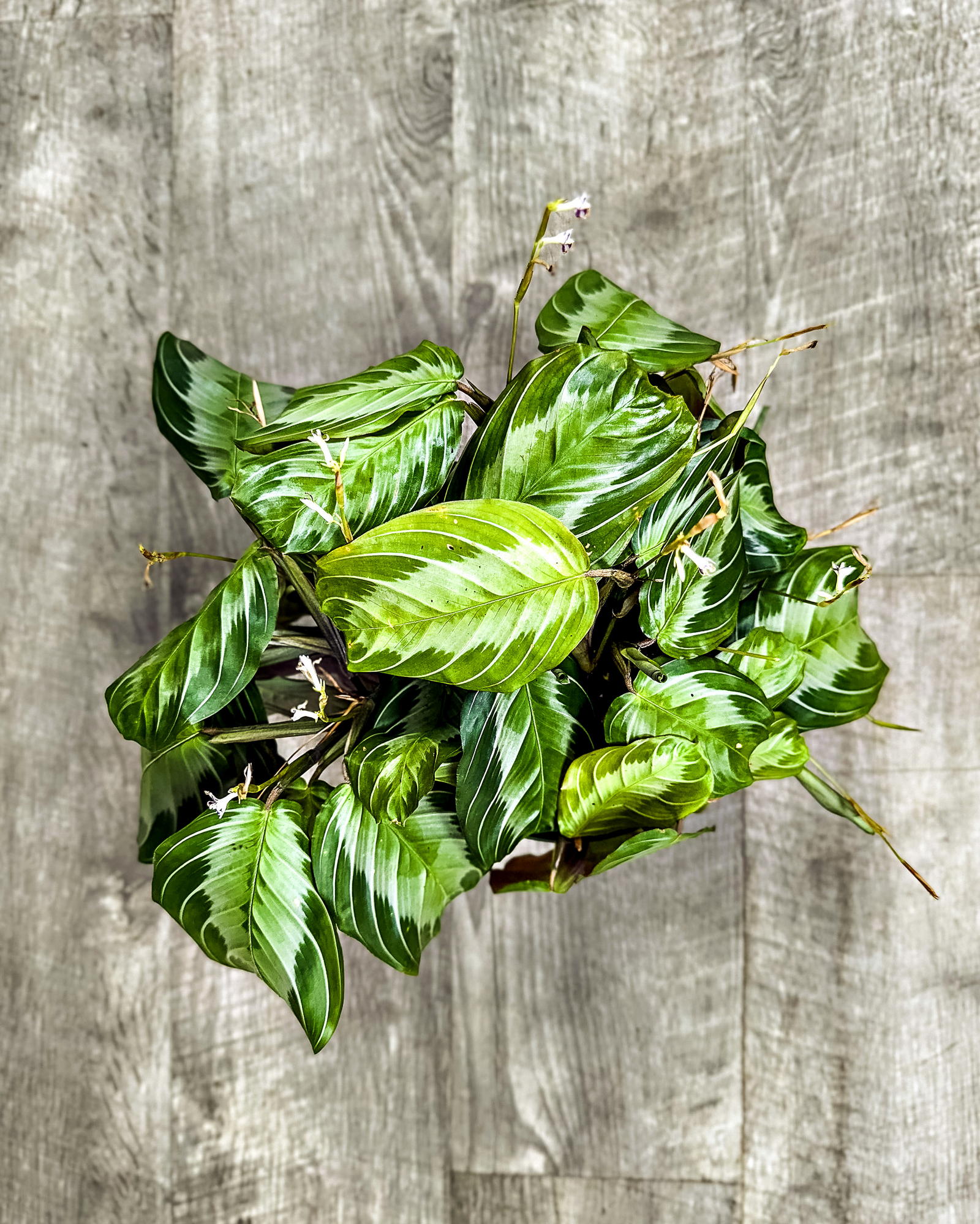 Maranta Varieties | PlantVine