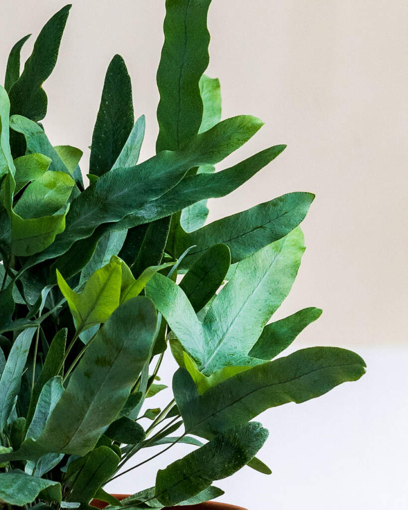 Phlebodium aureum ‘Blue Star’, Blue Star Wart Fern, Bear’s Paw Fern ...