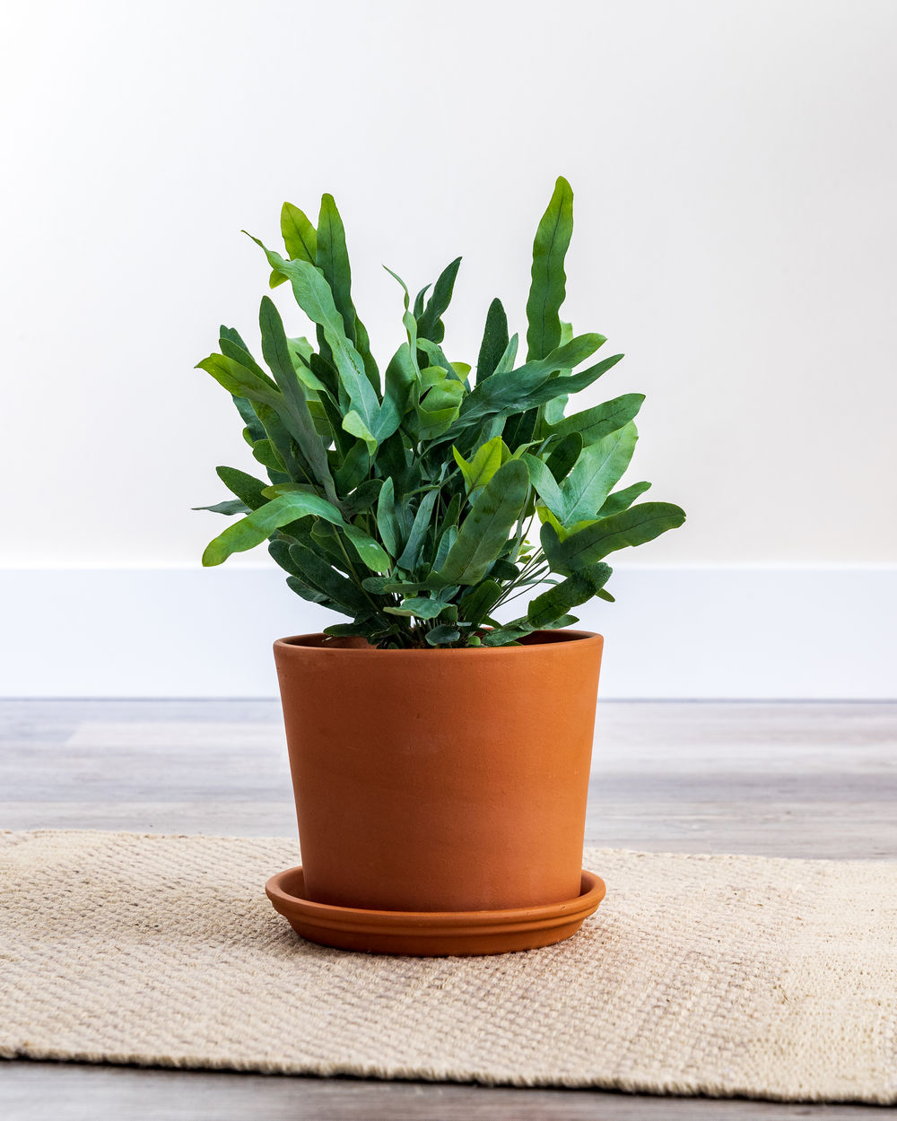 Phlebodium aureum ‘Blue Star’, Blue Star Wart Fern, Bear’s Paw Fern ...