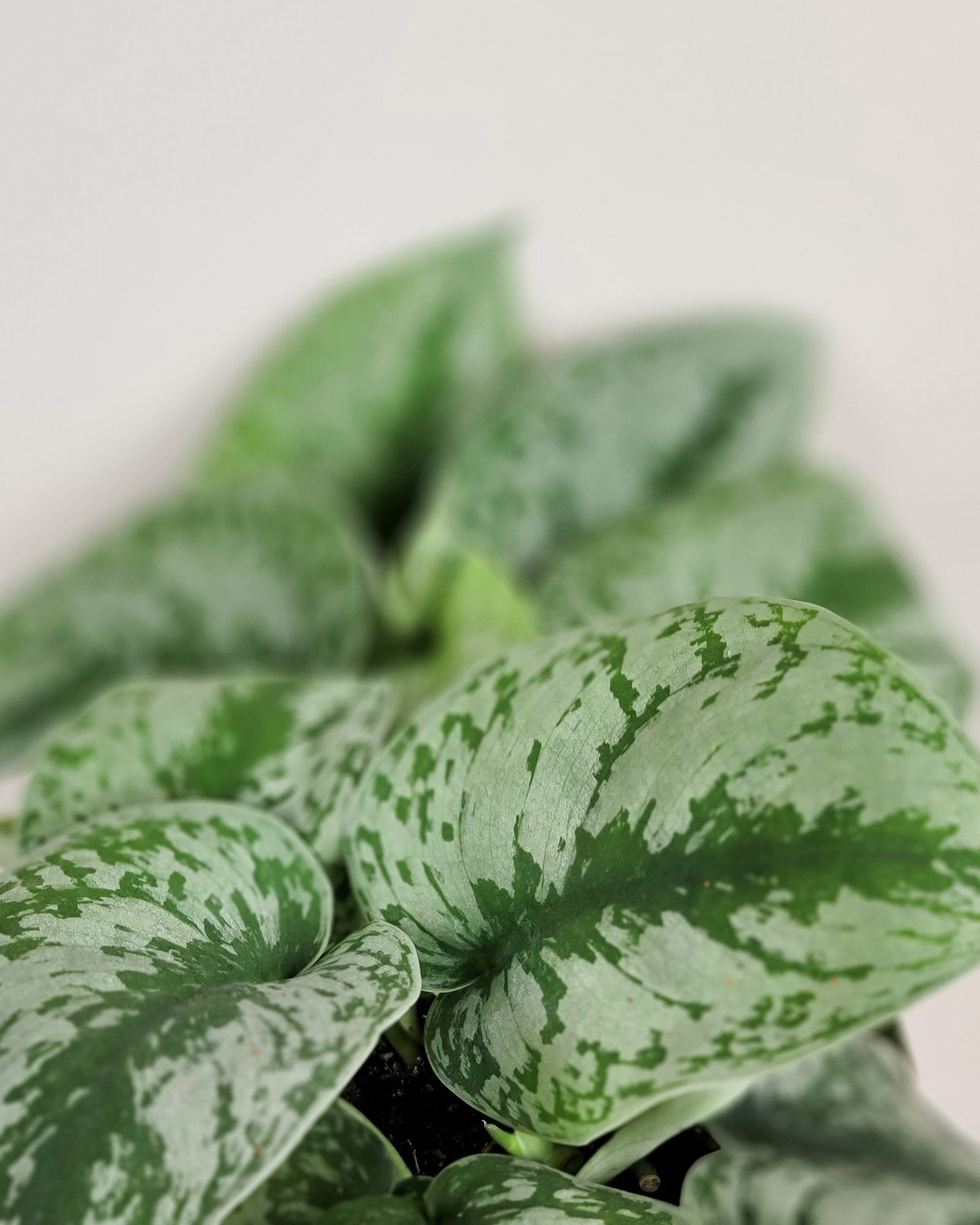 Silver Satin Scindapsus | PlantVine